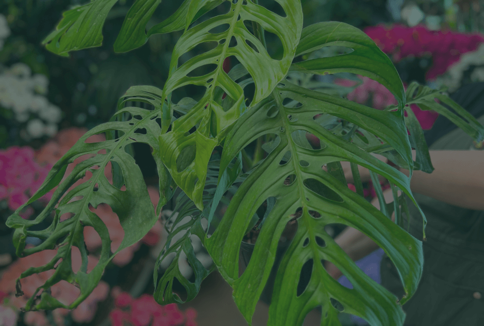 Nicholson Hardie - Plants - How To Care For Your Plants.