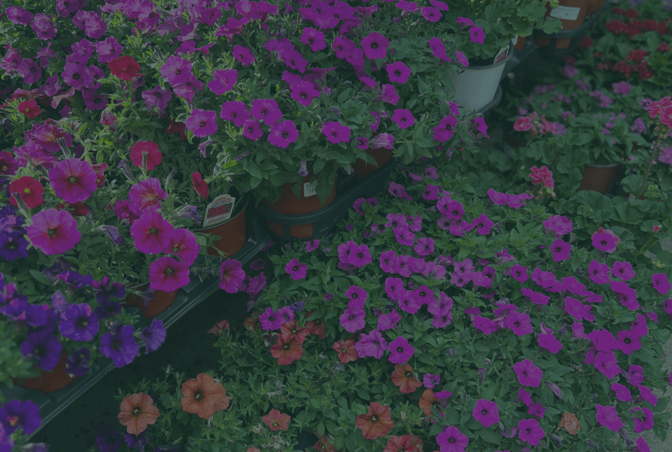 Nicholson Hardie - Home Page - Nursery Garden Center