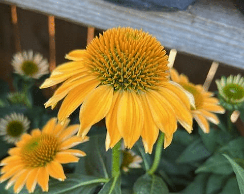 Nicholson Hardie - Plants - How To Care For Your Plants.