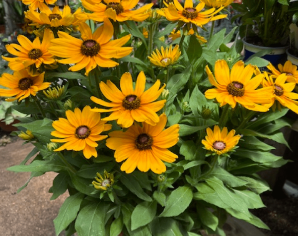 Nicholson Hardie - Plants - How To Care For Your Plants.